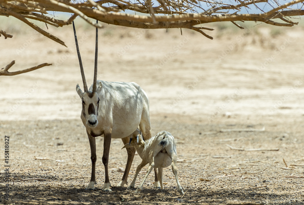 Baby Oryx