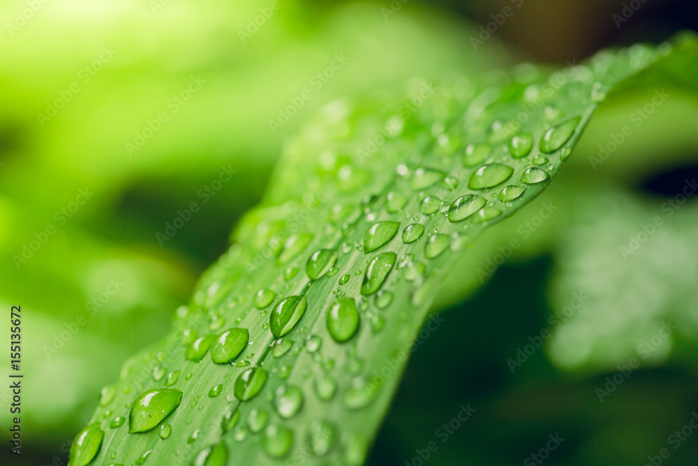 Greenery is colour of the year 2017, After the rain drop on the leaf ...