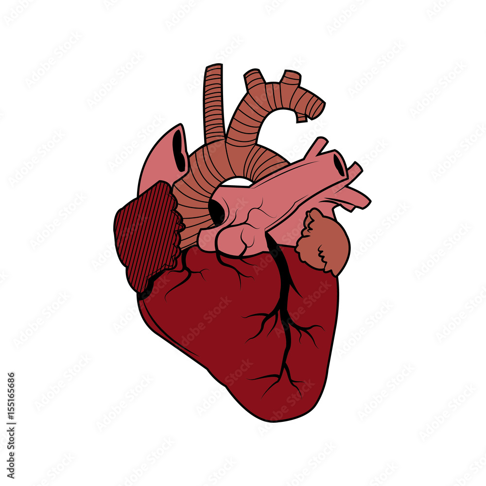 human heart - anatomy biology healthy image vector illustration Stock ...