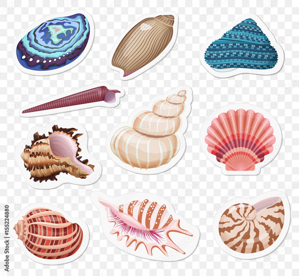 Vector realistic sea shells stickers sset on the transperant alpha ...
