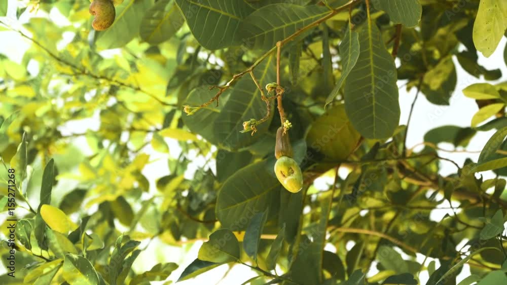 Cashew fruits with nut (Anacardium occidentale) growing on a tree ...