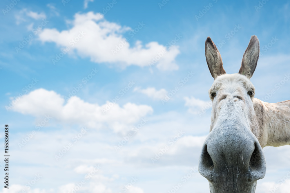 ane âne tête rigolo marrant fun amusant regard carte postale message ...