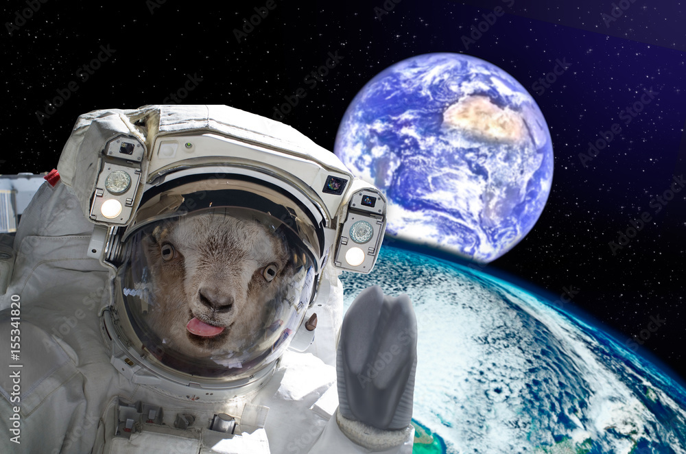 Goats In Space