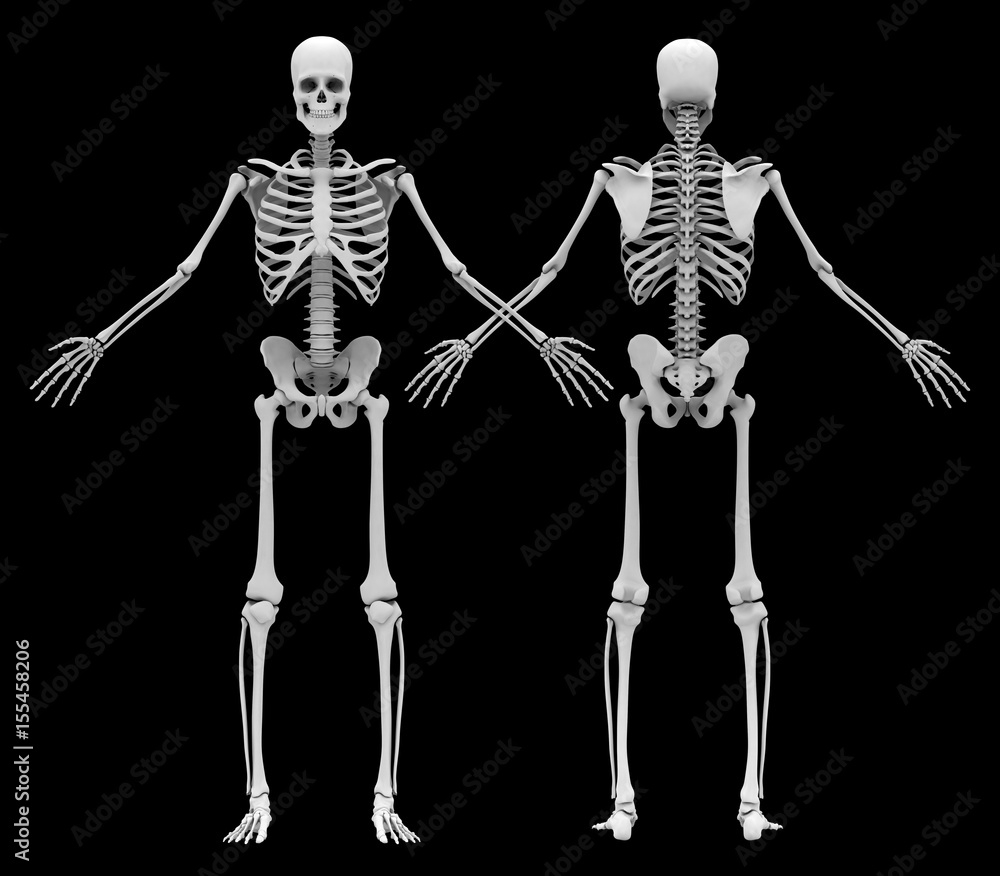 Human's (male) skeleton. Front and back view. Image isolated on a black ...