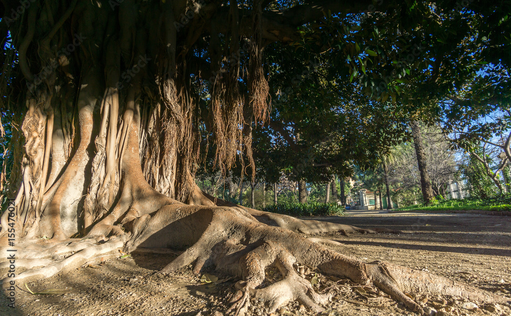 Real Tree With Roots
