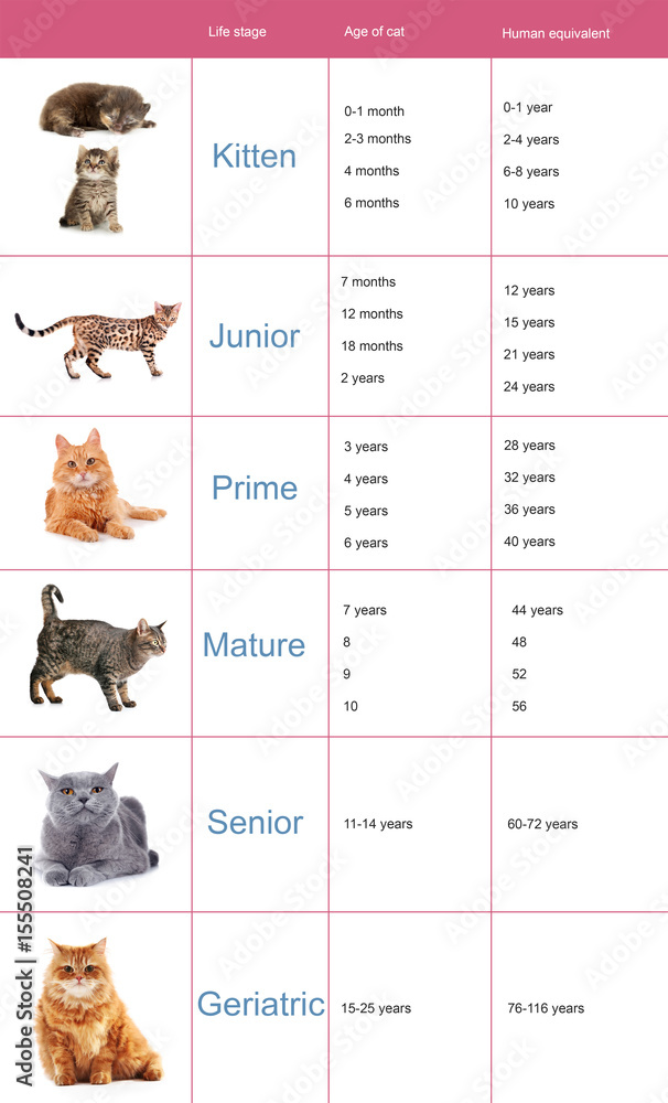 Pet age concept. Comparison chart of cat and human years as background ...