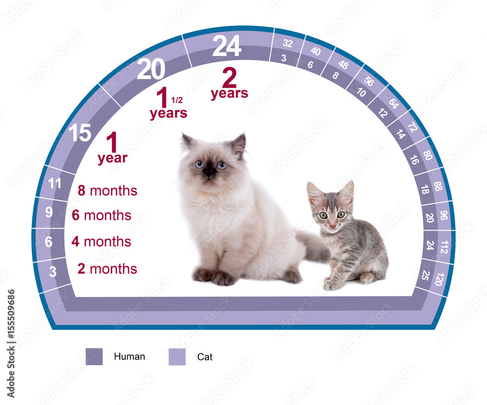 Pet age concept. Comparison chart of cat and human years on white ...