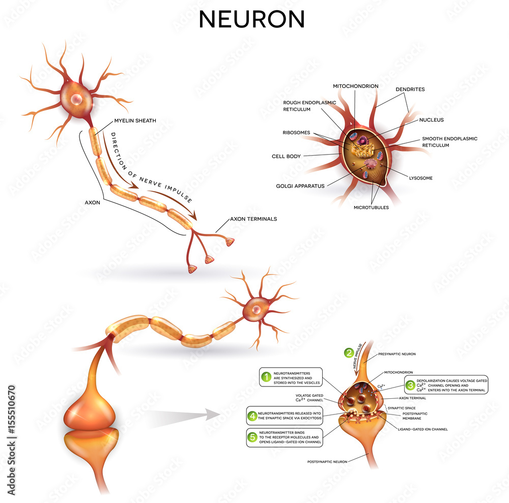 Neuron, nerve cell, close up illustrations set. Synapse detailed ...