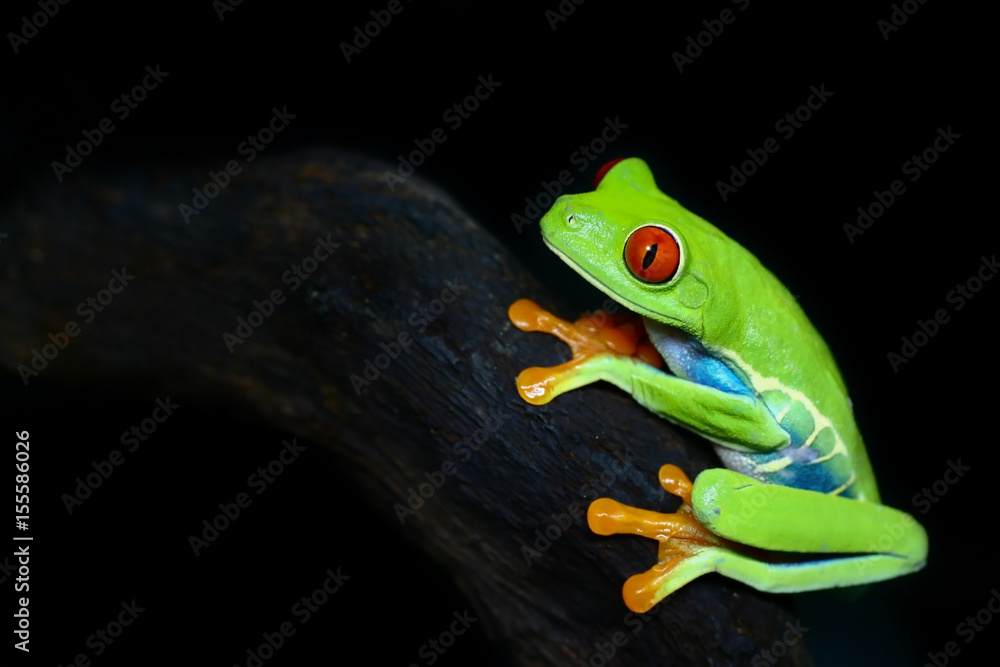 Black Red Eyed Tree Frog