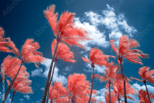 Infrared Photography | The largest selection of gifts and posters | 3+1 ...