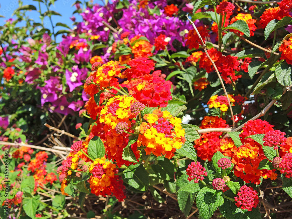 Lantana camara is also known as big sage, wild sage, red sage, white ...