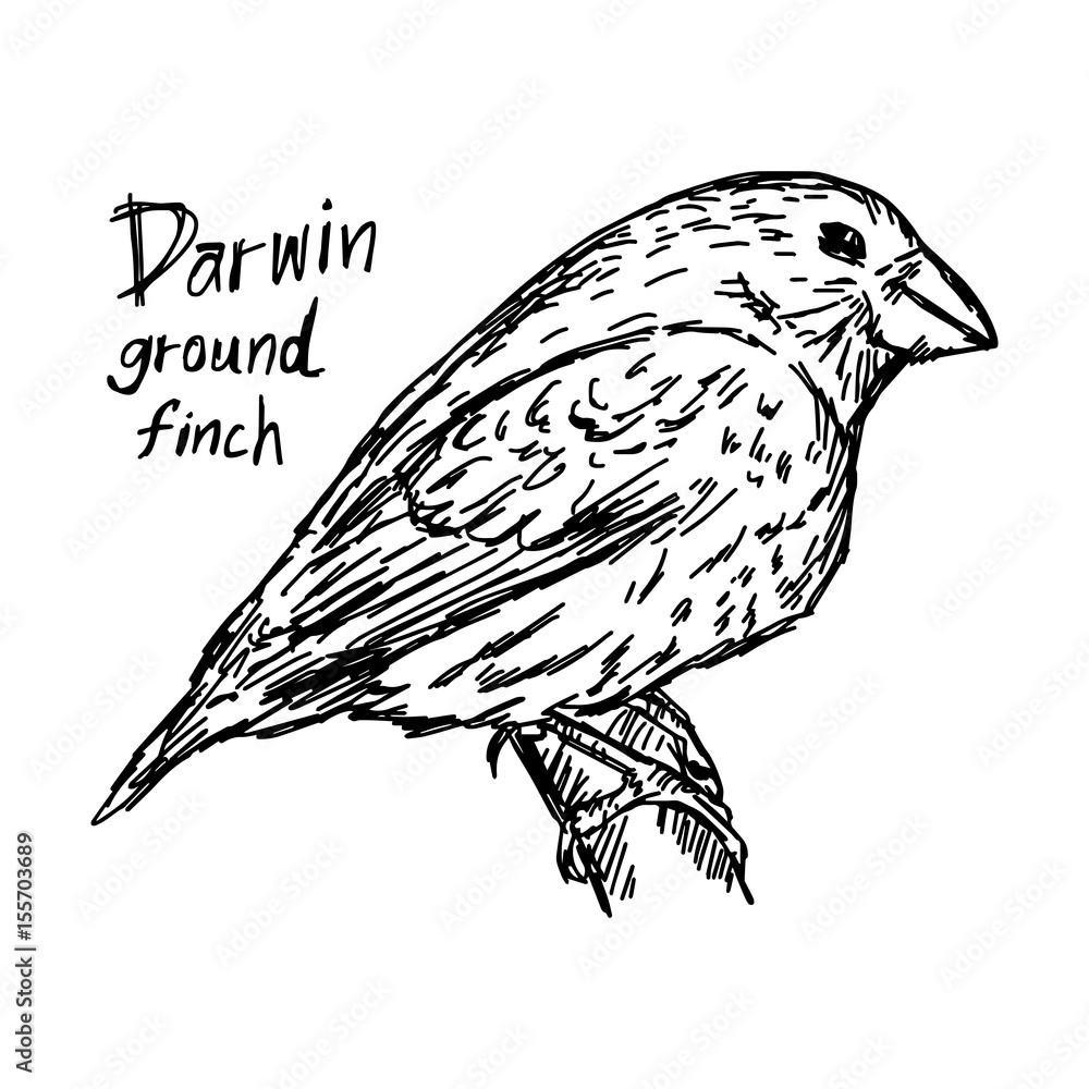 darwin ground finch on the tree - vector illustration sketch hand drawn ...