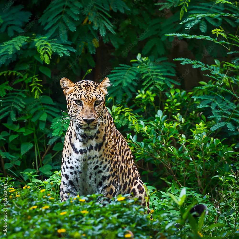 Leopard Stock Photo | Adobe Stock