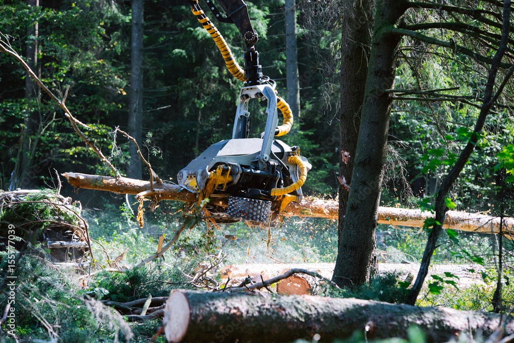 Timber harvester, operating head. Forest cutting. Forest cutting with ...
