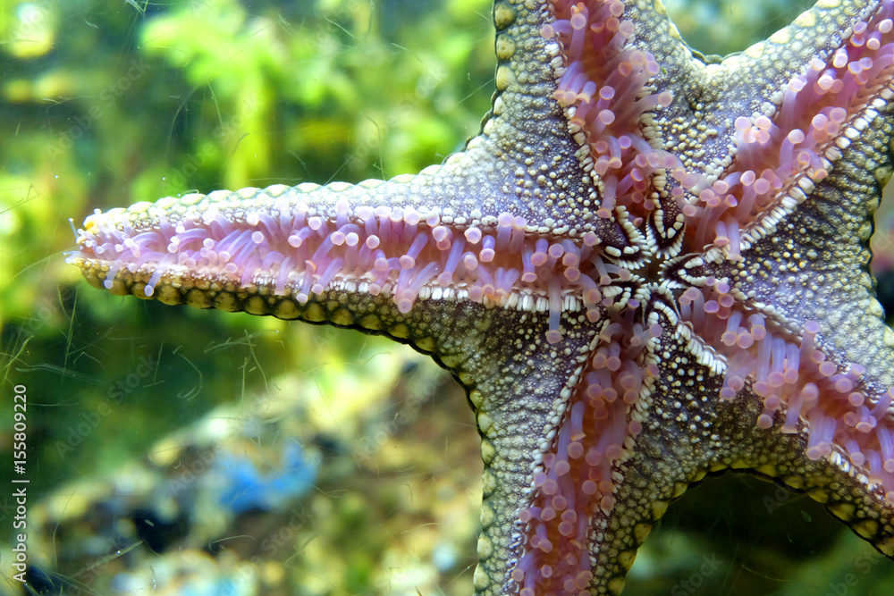 Starfish Arm