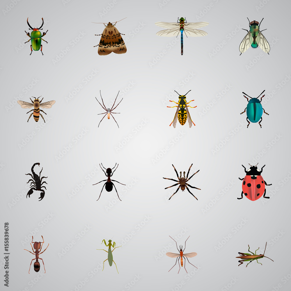 Realistic Locust, Butterfly, Wisp And Other Vector Elements. Set Of Bug ...