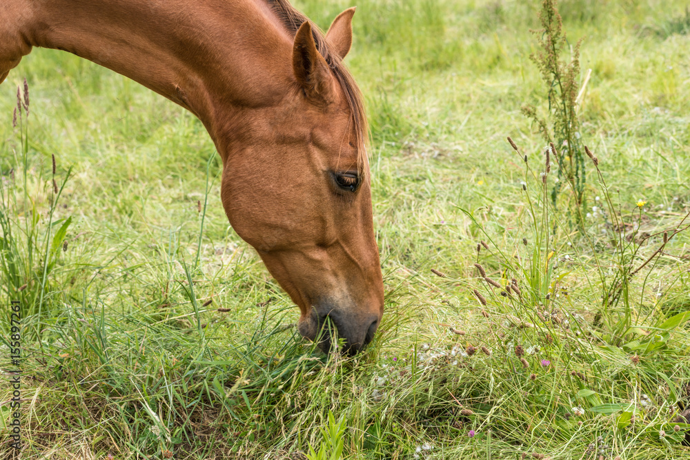 Cheval Roux Photos | Adobe Stock