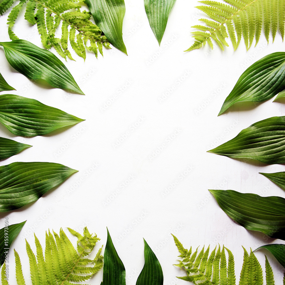 Top view of the green fern leaves and hosts Stock Photo | Adobe Stock