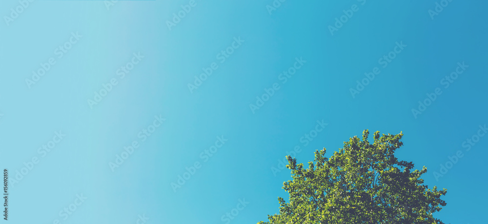 Minimalist tree top with sky background Stock Photo | Adobe Stock