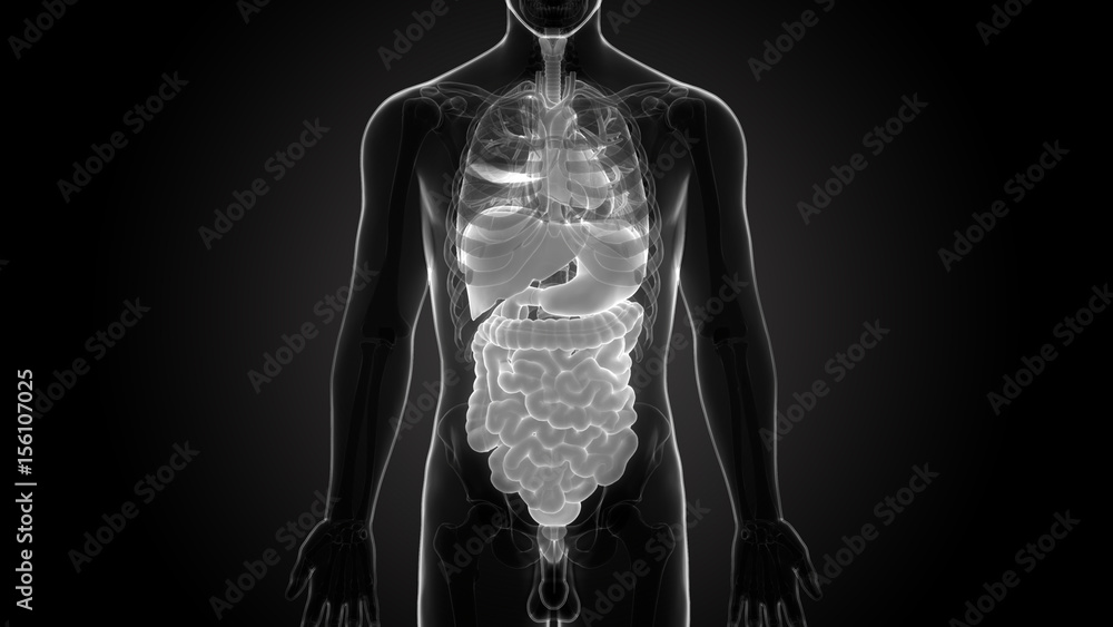 Human Body Organs Anatomy in x-ray scan Stock Illustration | Adobe Stock