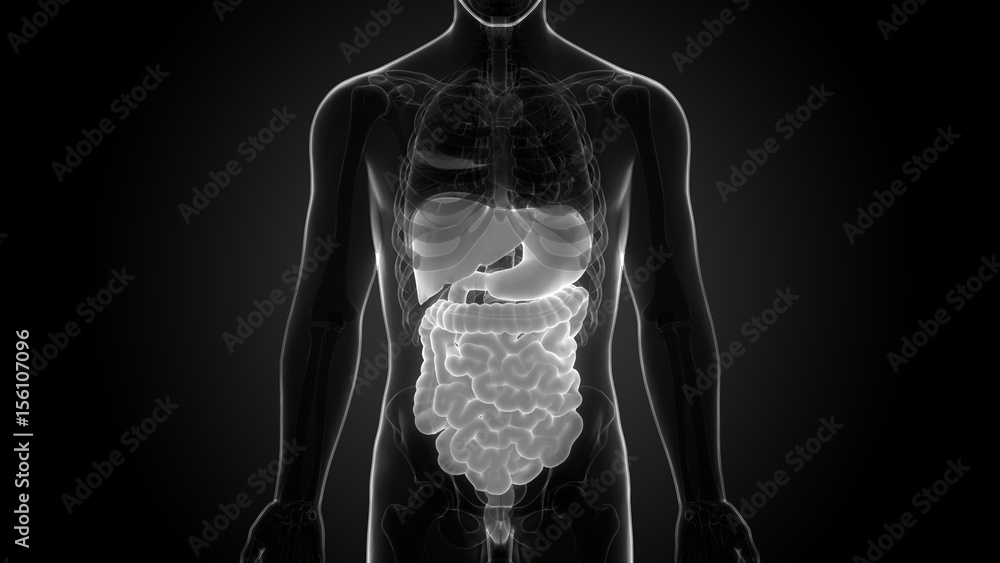 Human Digestive system Anatomy in x-ray scan Stock Illustration | Adobe ...