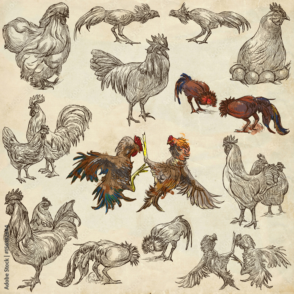 Poultry - An hand drawn full sized pack. Freehand sketching on old ...