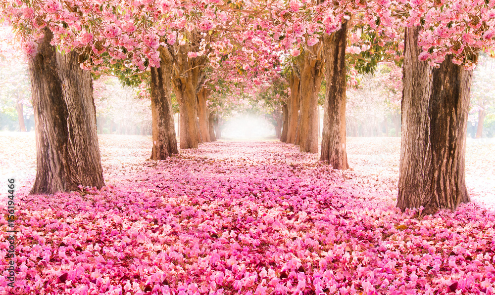 Falling petal over the romantic tunnel of pink flower trees / Romantic ...