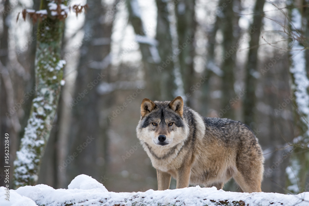 Loup Stock Photo | Adobe Stock