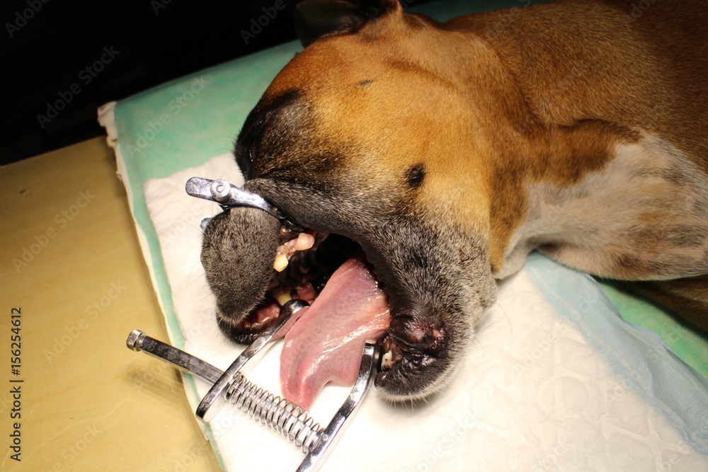 Epulis - tumor situated on gingival mucosa by boxer dog Stock Photo ...