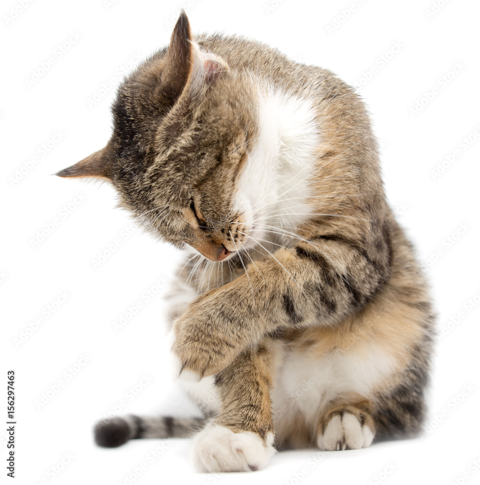 Cat washed on white background Stock Photo | Adobe Stock