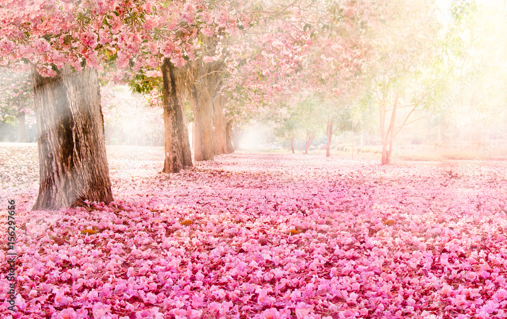 Falling petal over the romantic tunnel of pink flower trees / Romantic ...