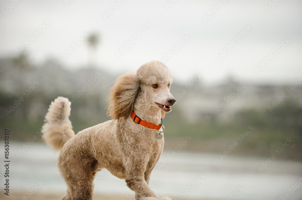 Poodle With A Mohawk Poster
