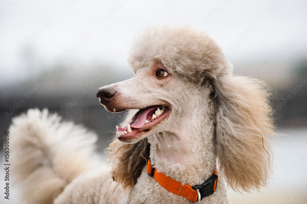 White Standard Poodle Face