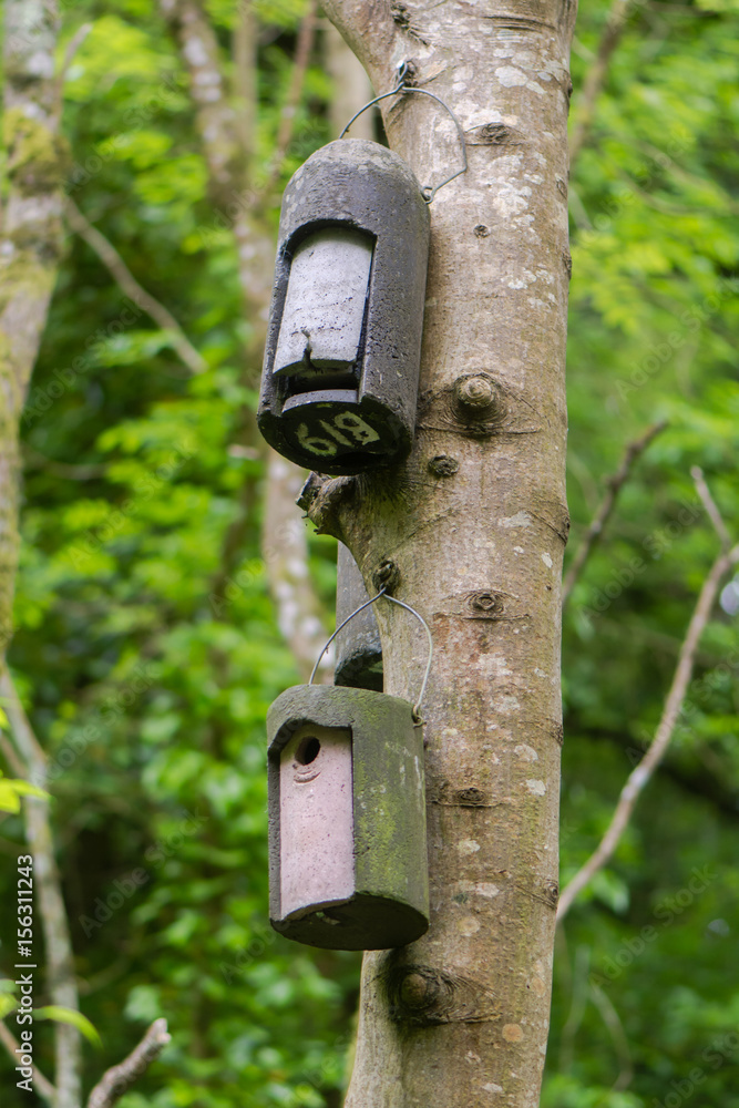 Bat box and bird box attached to tree. Artificial roosts provided for ...