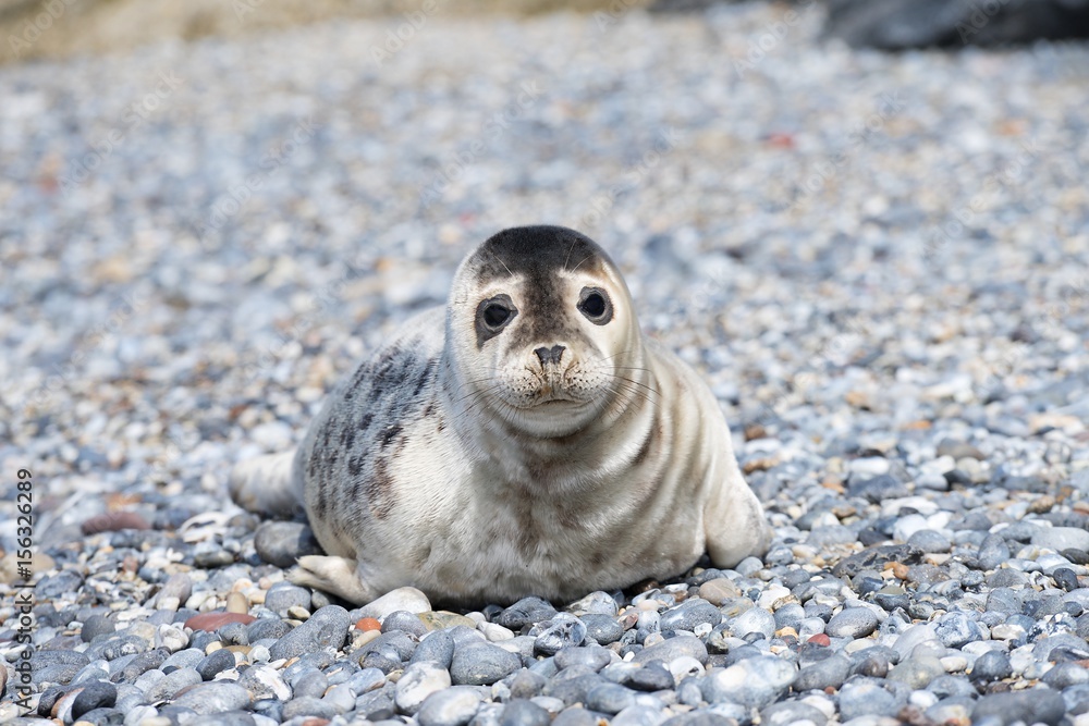 Portrait of the young grey seal lying on the beach of the Helgoland ...