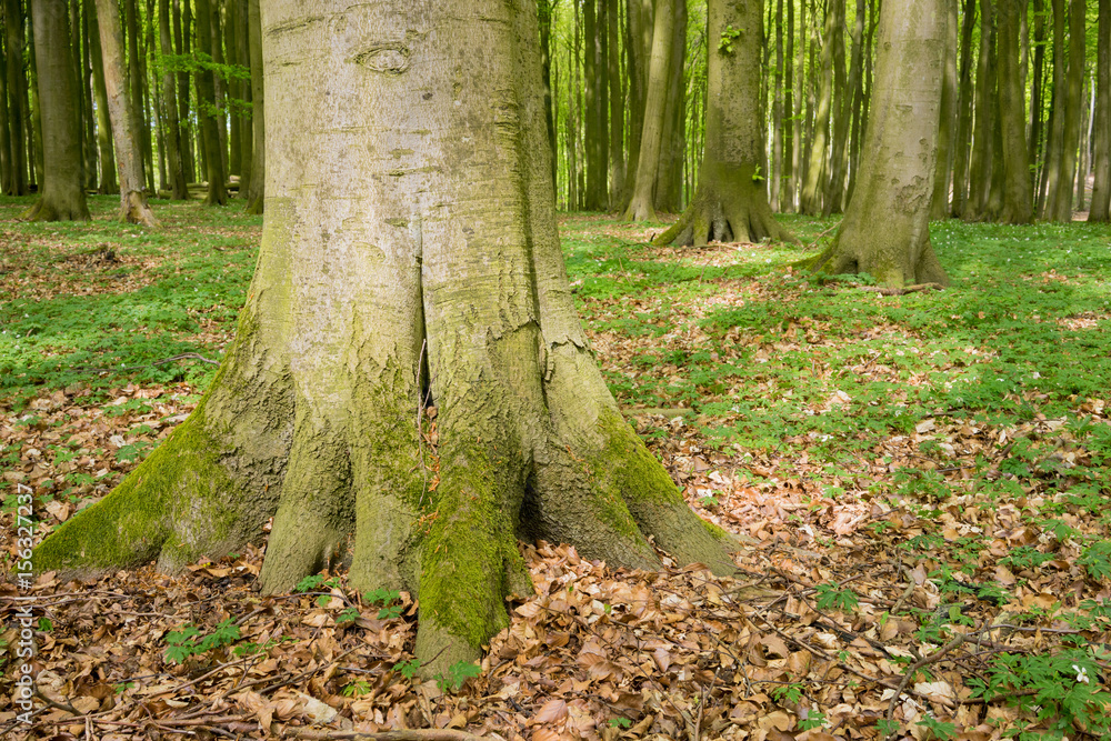 Buchenwald im Frühling Stock-Foto | Adobe Stock