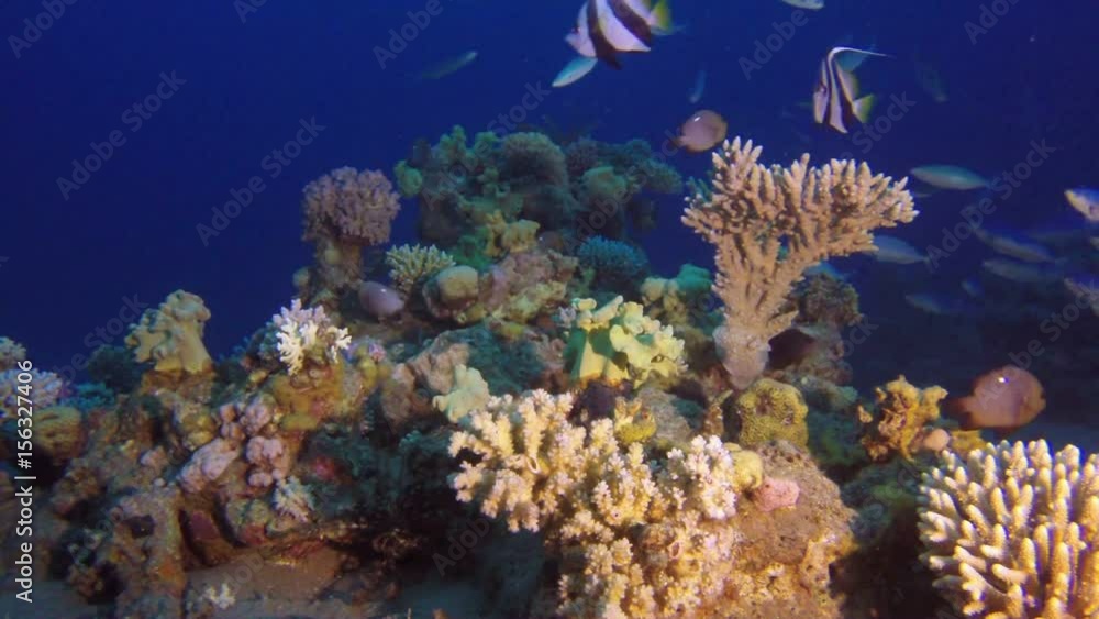 Banner Fish and Fusilier Fish. Picture of underwater colorful banner ...