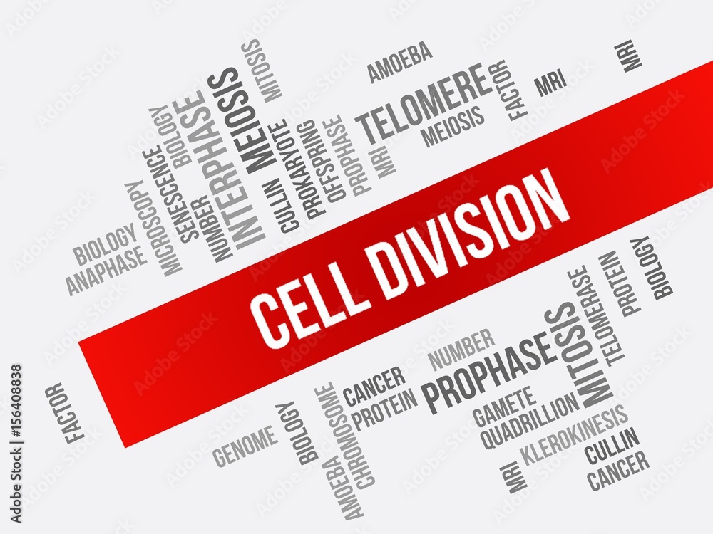 Cell division Stock Illustration | Adobe Stock