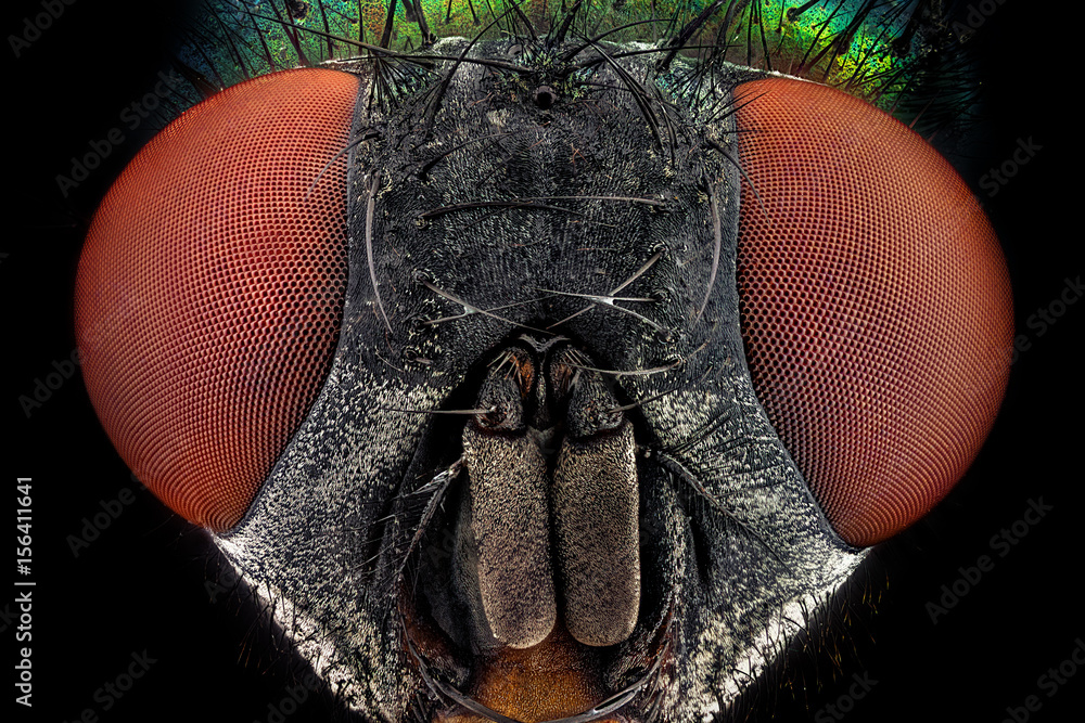 Full frontal portrait of a common green bottle fly magnified through a ...