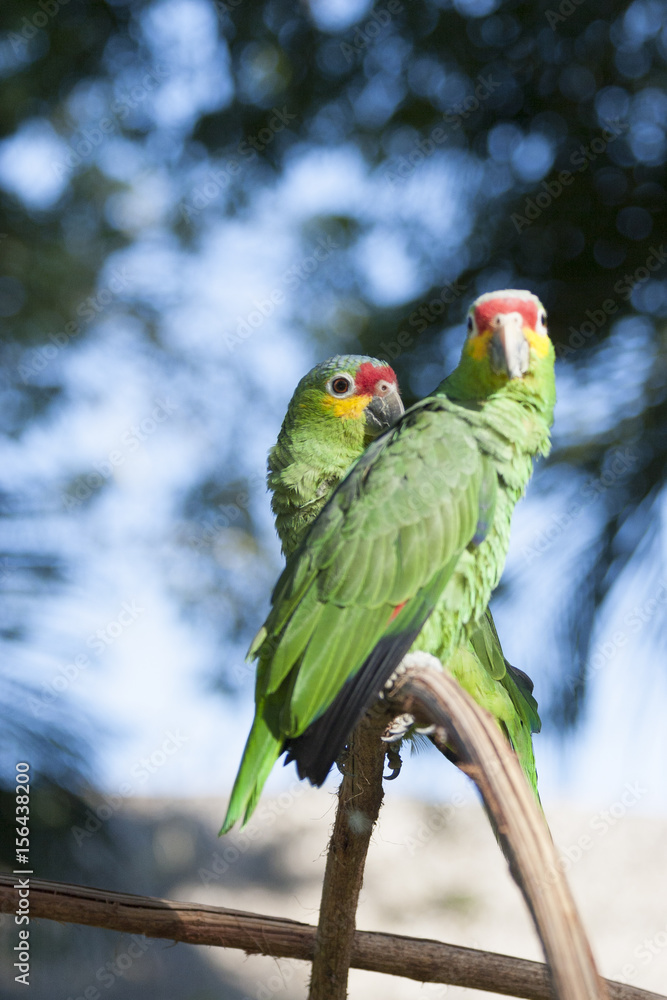 Green parrot, perico, Amazona autumnalis , loro cariamarillo, parakeet ...