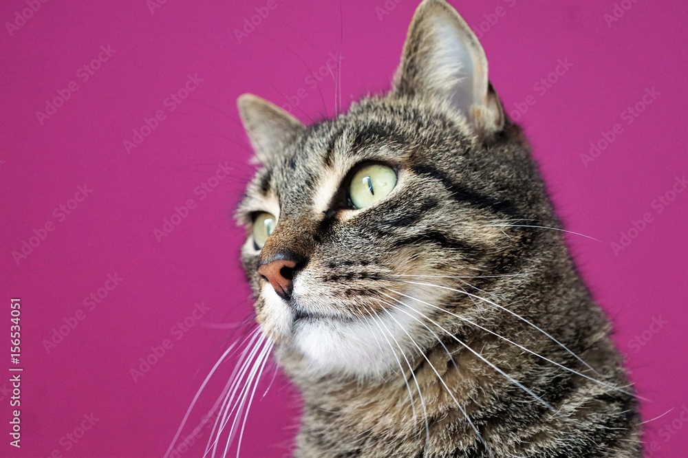 Tiger Katze Stock Photo | Adobe Stock