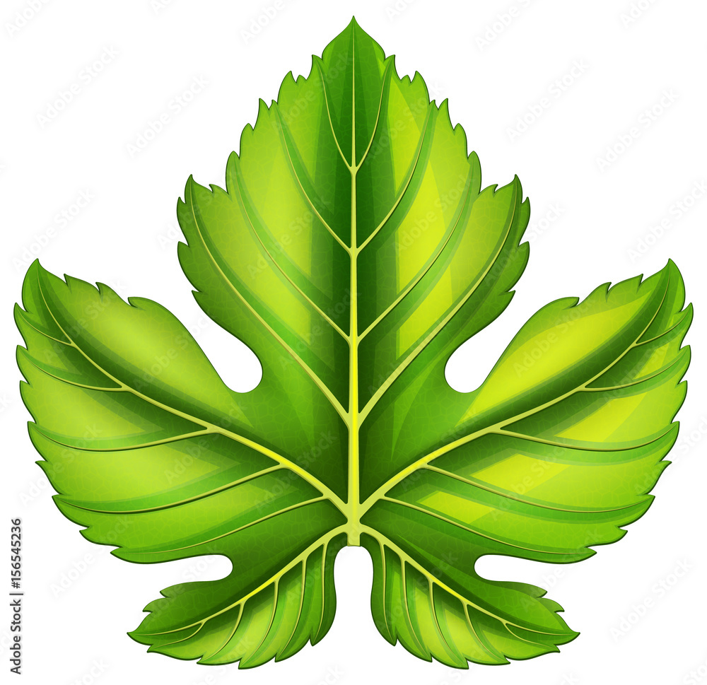 Grape Leaf Vector