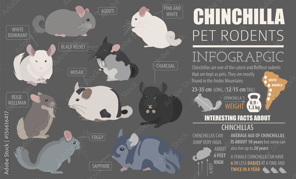 Chinchilla breeds icon set flat style isolated on white. Pet rodents ...