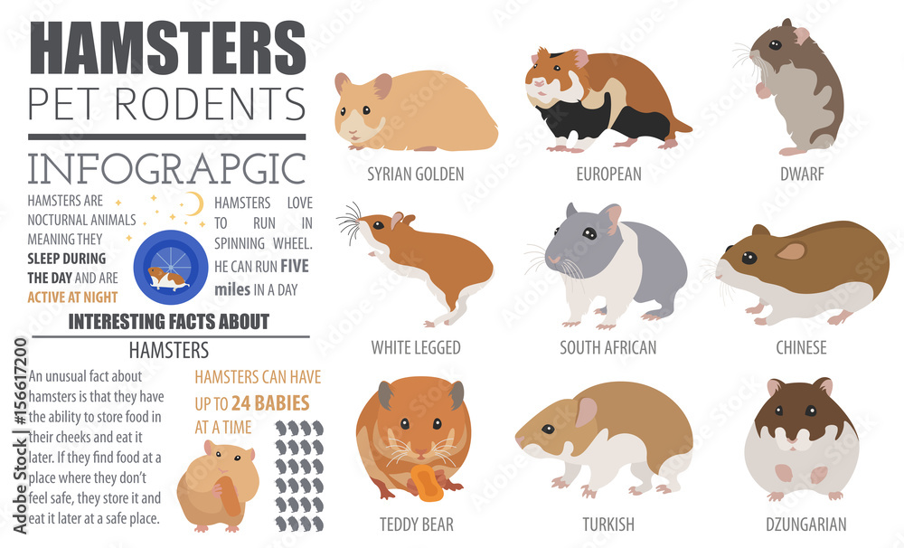 Hamster breeds icon set flat style isolated on white. Pet rodents ...