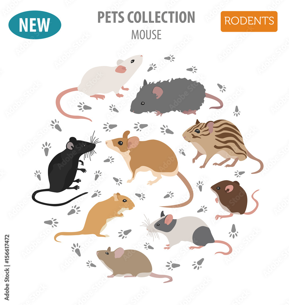 Mice breeds icon set flat style isolated on white. Mouse rodents ...