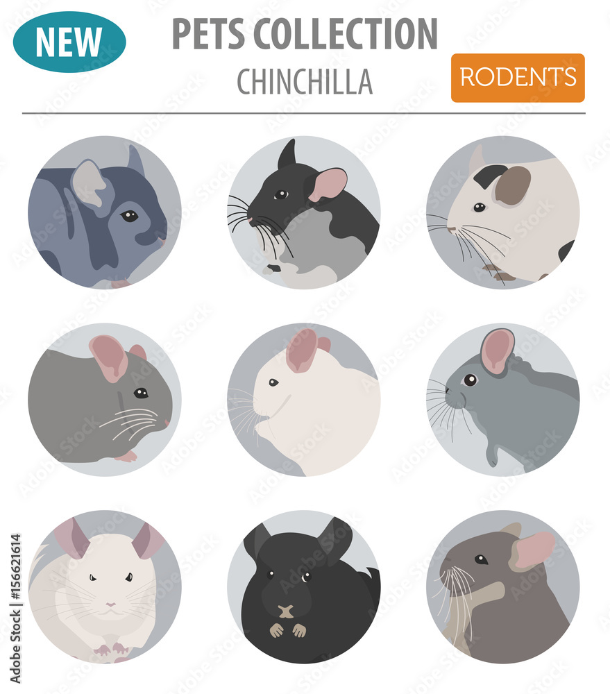 Chinchilla breeds icon set flat style isolated on white. Pet rodents ...