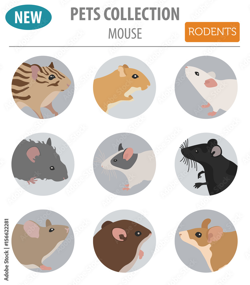 Mice breeds icon set flat style isolated on white. Mouse rodents ...