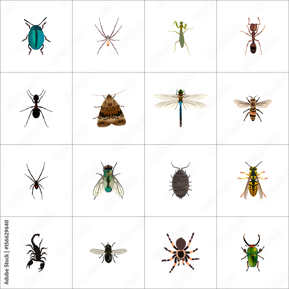 Realistic Insect, Spinner, Butterfly And Other Vector Elements. Set Of ...