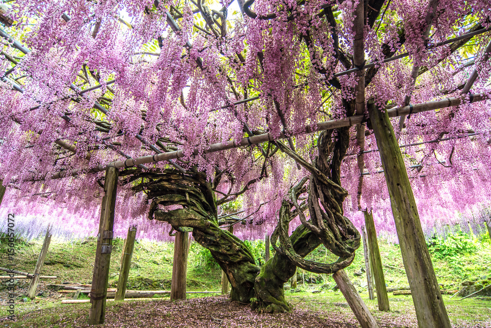 Wisteria tree at Kawachi Fuji Garden (Fukuoka, Japan) Stock Photo ...