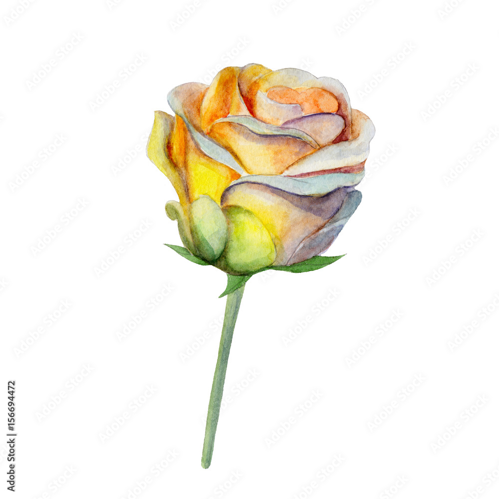 The yellow rose flower isolated on white background, watercolor ...